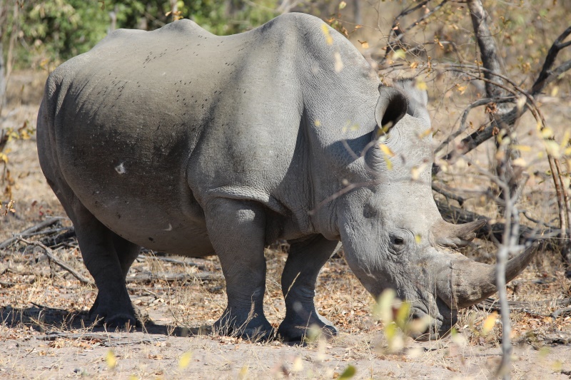 gevaaaliKruger - Waar is daai luiperd? - gevaaalik.com