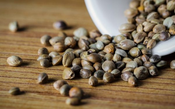 Dagga seeds in South Africa - what to know before you grow - gevaaalik.com